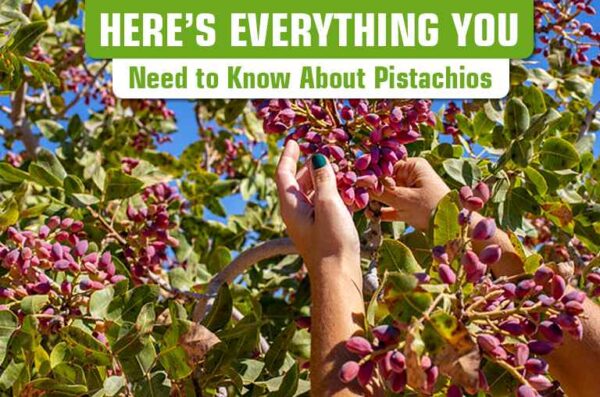 Here's Everything You Need to Know About Pistachios