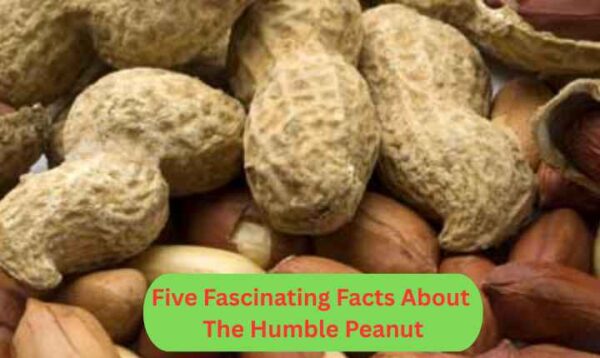 Five Fascinating Facts About Peanuts You Should Know